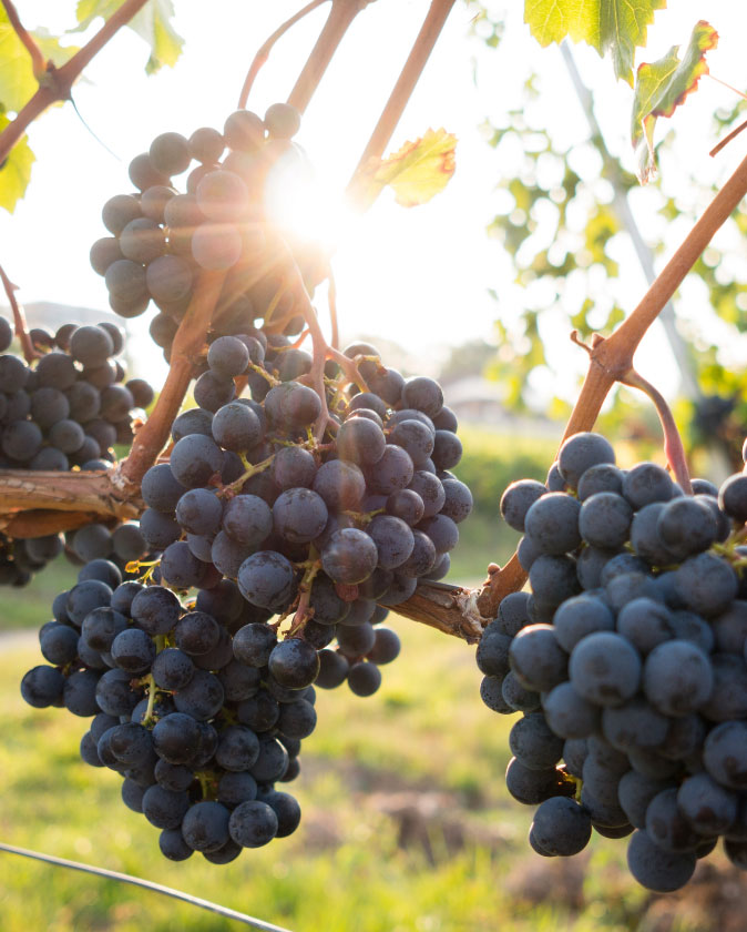 Vineyards and cru | Feudo Antico